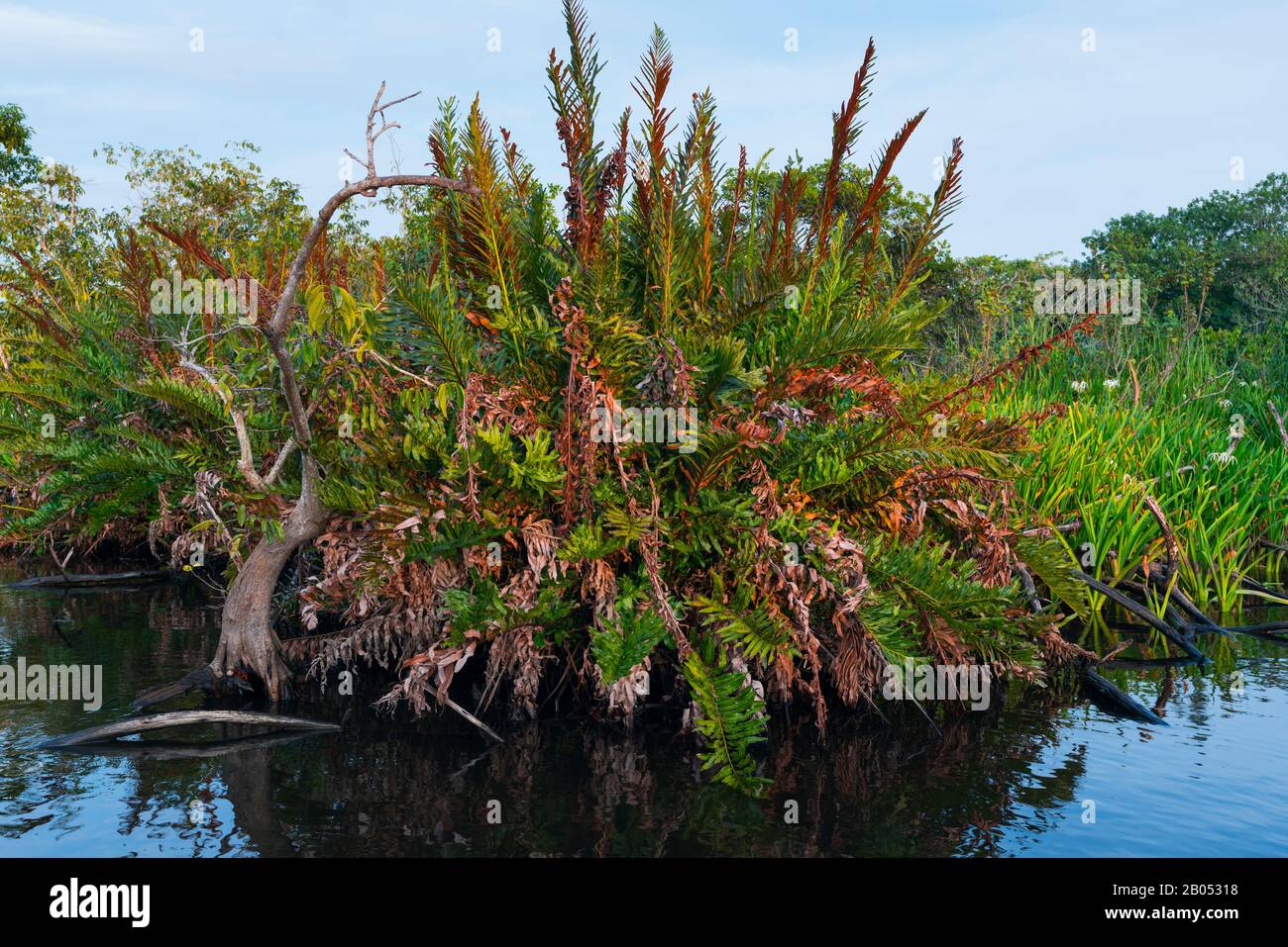 La Tovara National Park, Ramsar Site, Wetlands of International ...