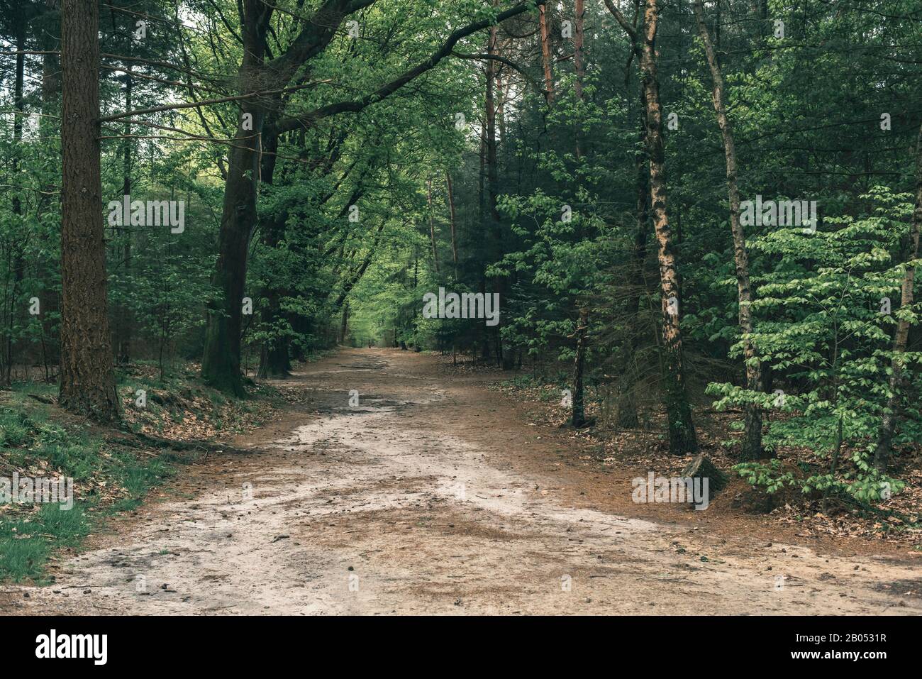 Sand path leading into forest Stock Photo - Alamy