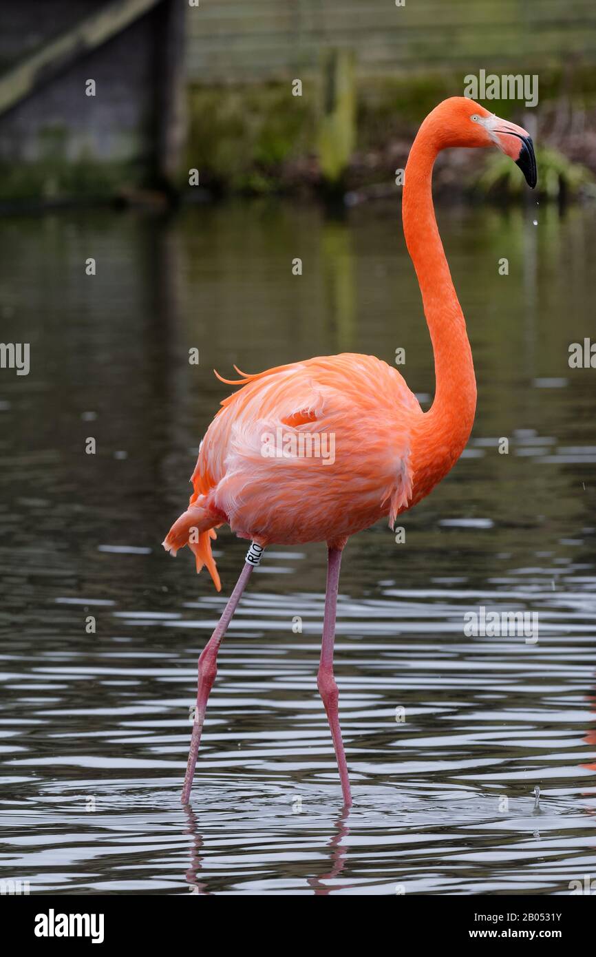 Flamingo phoenicopterus ruber ruber hi-res stock photography and images ...