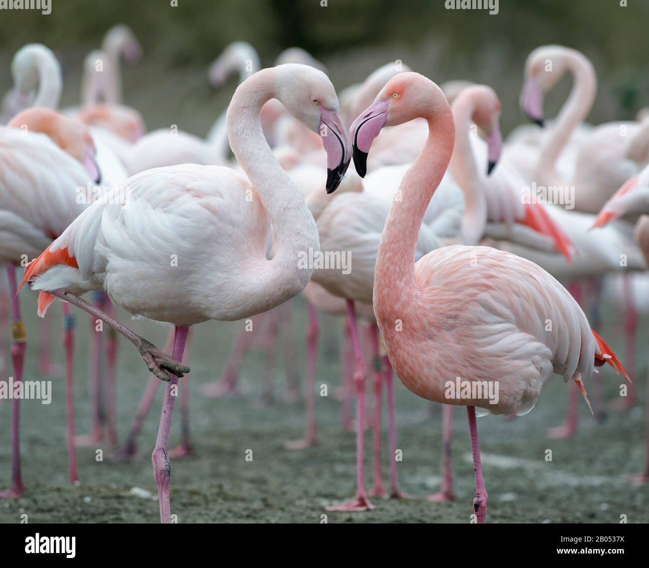 Phoenicopterus roseus pair hi-res stock photography and images - Alamy