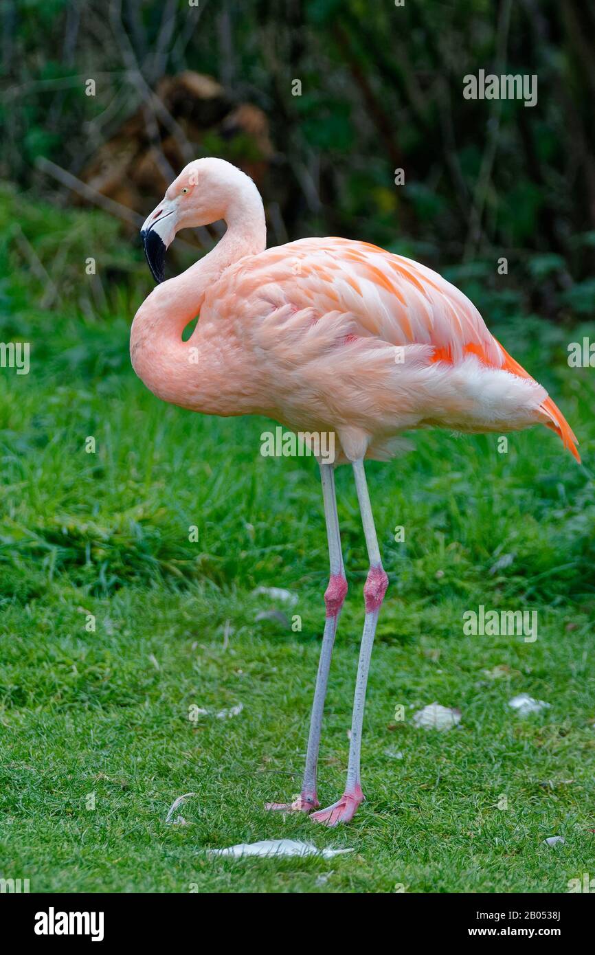 James flamingo hi-res stock photography and images - Alamy