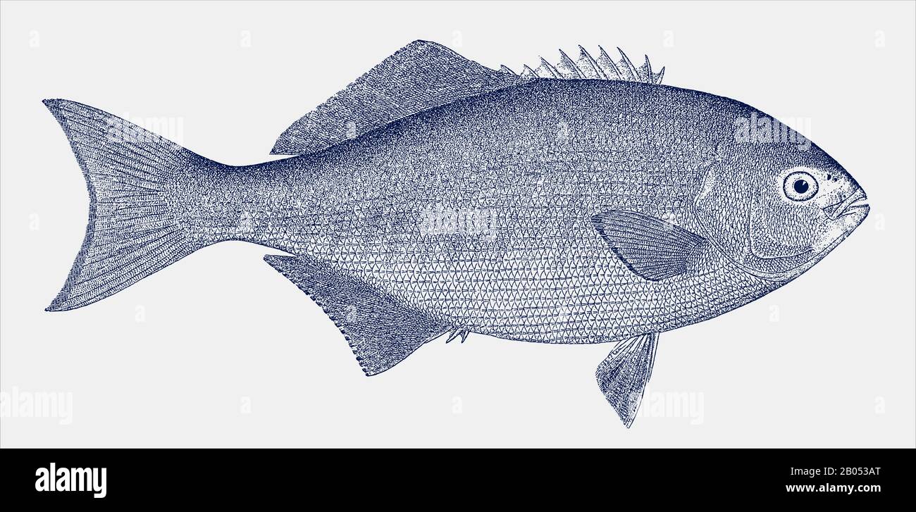 Halfmoon medialuna californiensis, a sea chub from the pacific ocean in ...