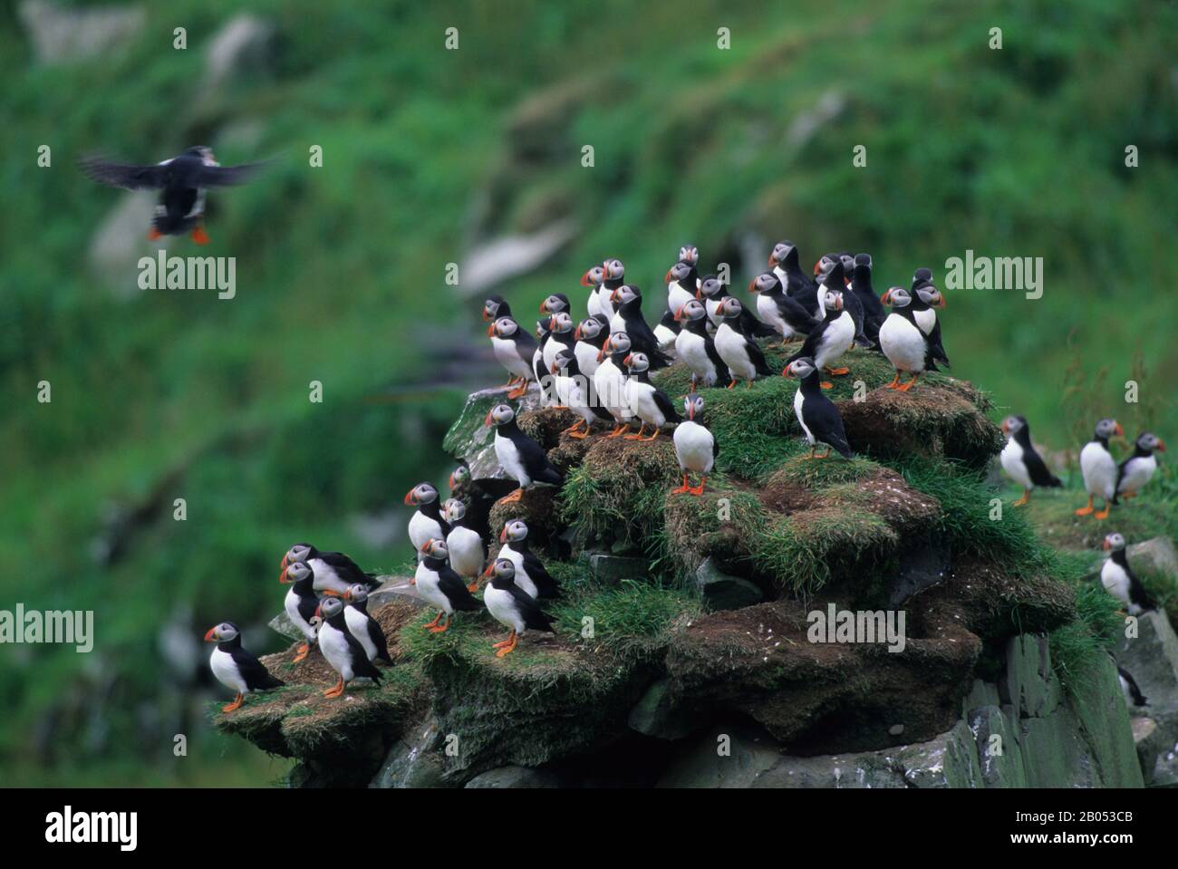 Atlantic puffins (Fratercula arctica), also known as the common puffin ...