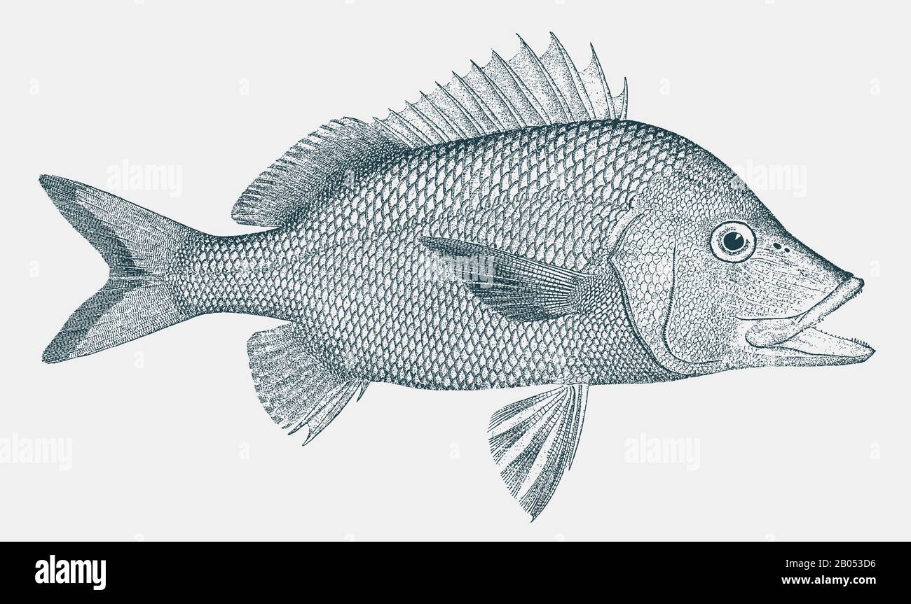 Common grunt Stock Vector Images - Alamy