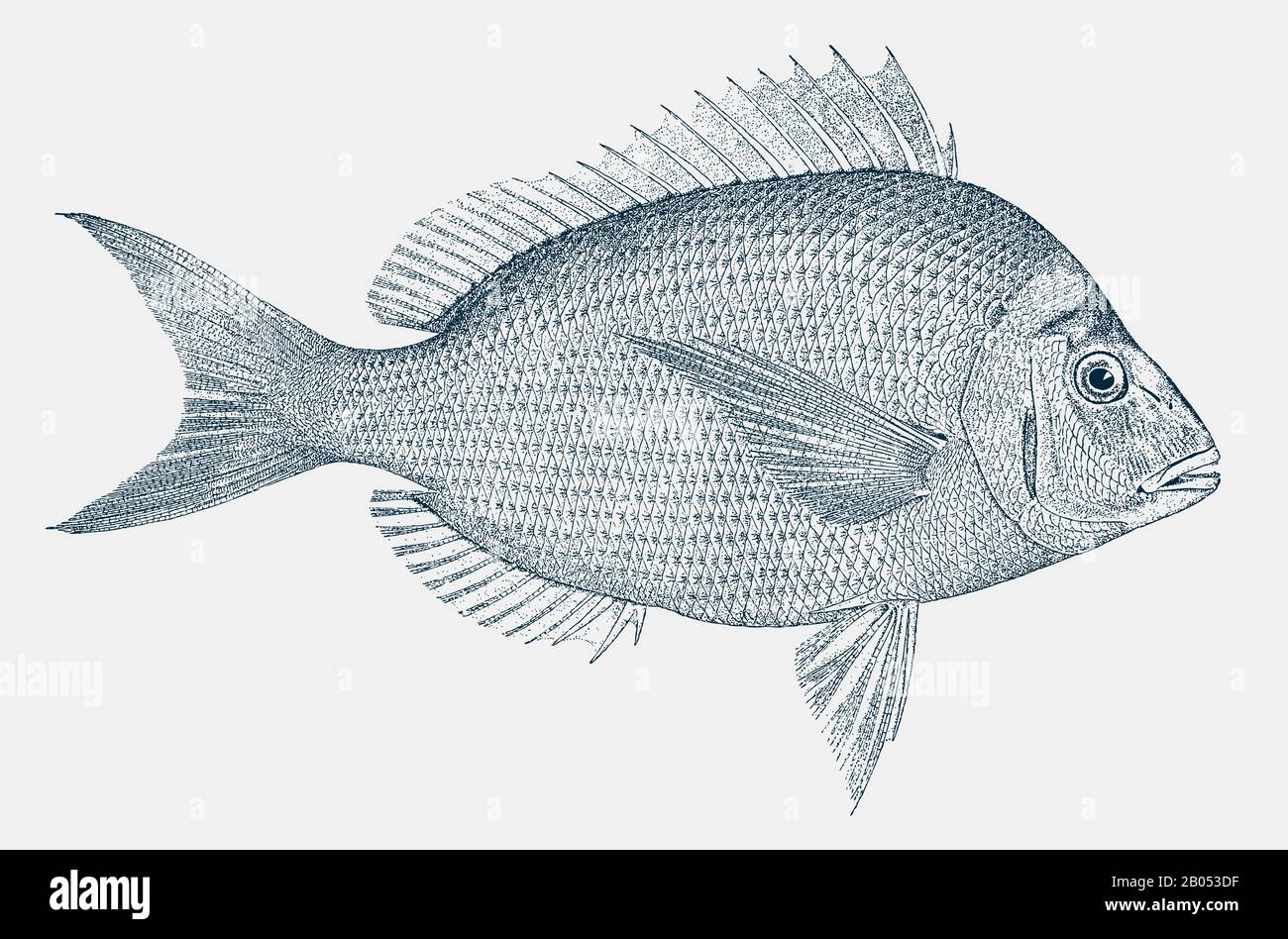 Stenotomus chrysops Stock Vector Images - Alamy