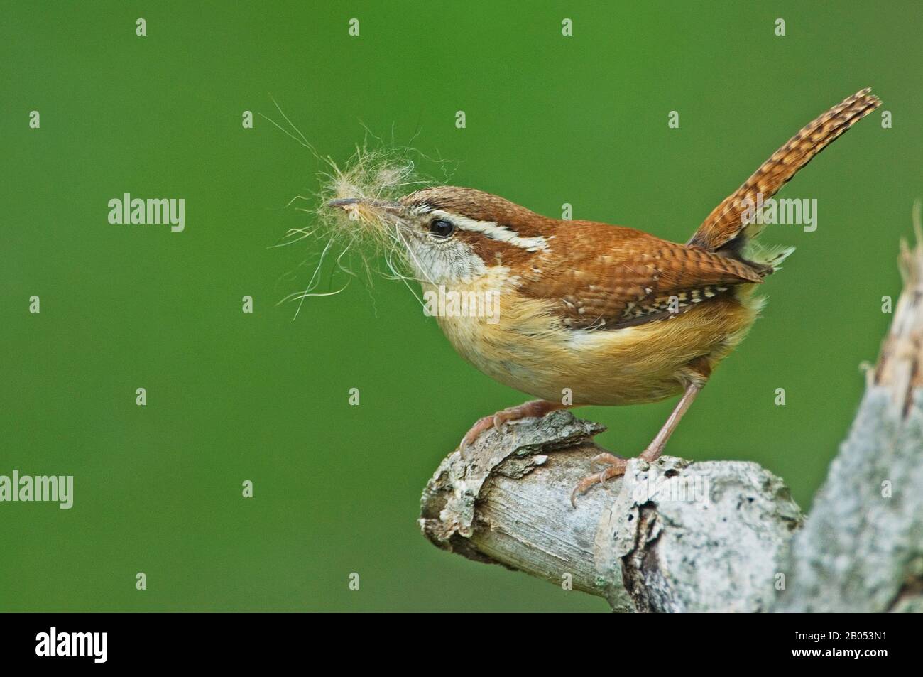 Carolina wren with nesting material Stock Photo - Alamy