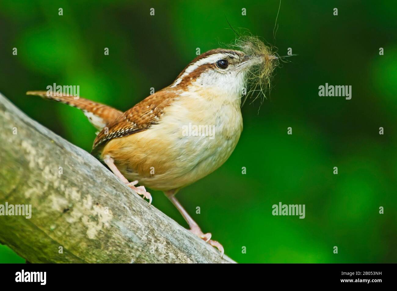 Carolina wren with nesting material Stock Photo - Alamy