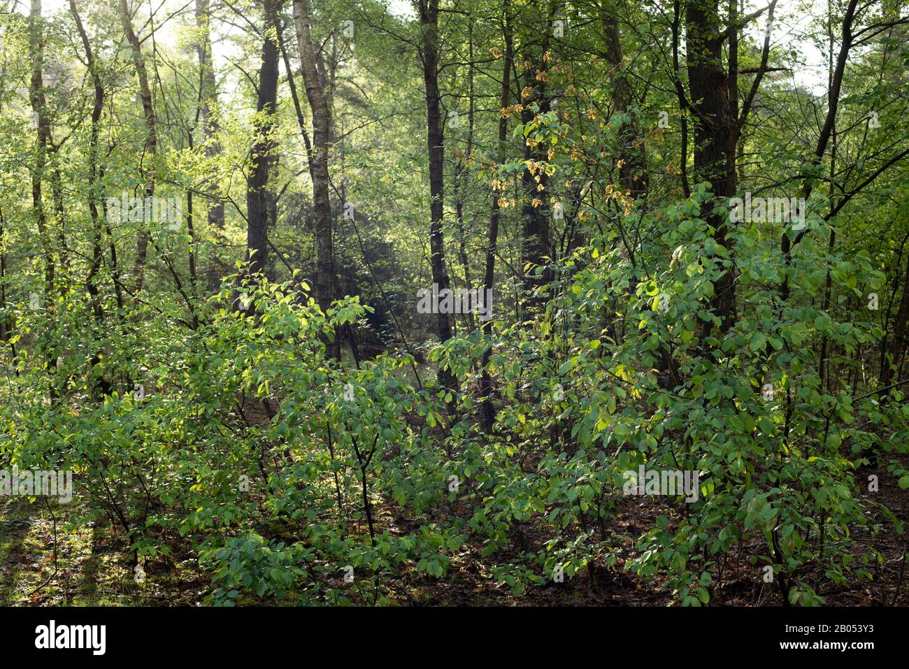 Trees and vegetation of forest in early morning sunlight in spring ...
