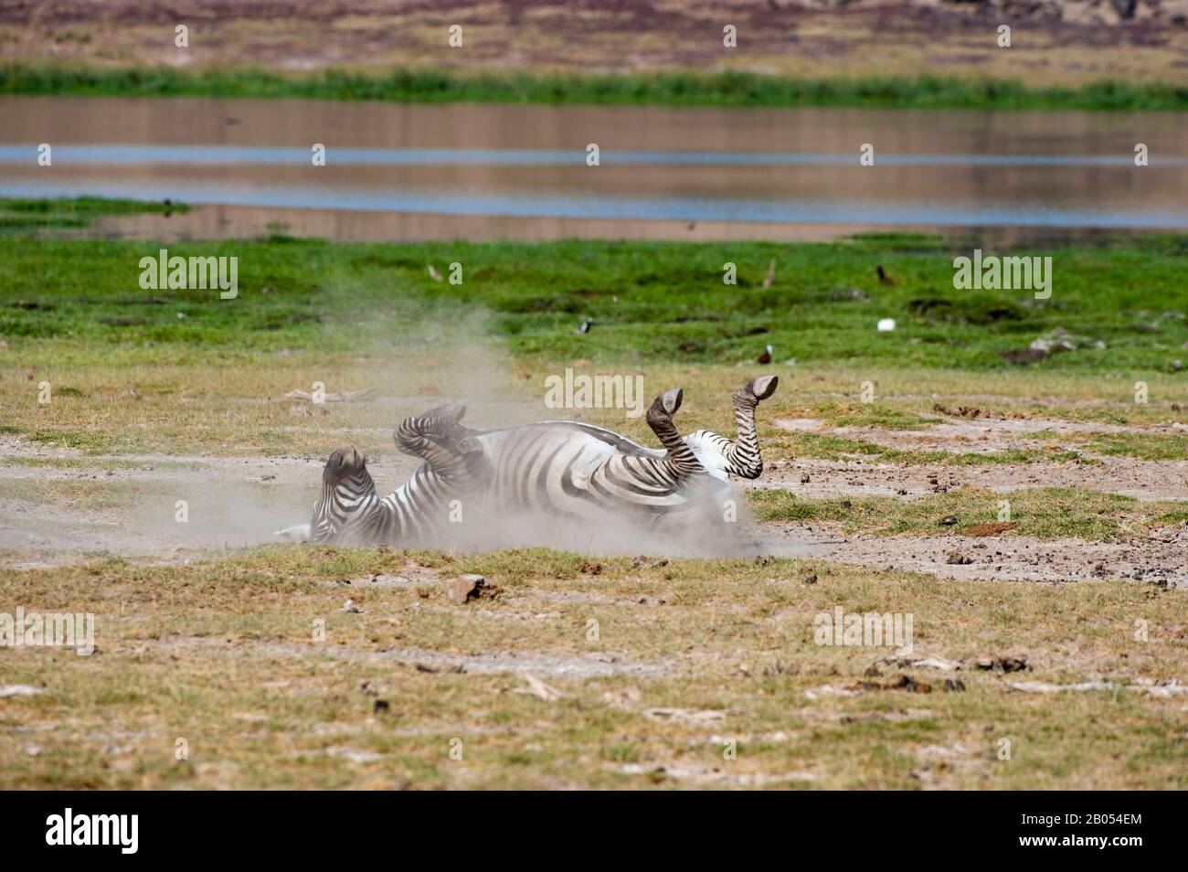 Burchell's zebra dust bathing in Amboseli National Park in Kenya Stock ...