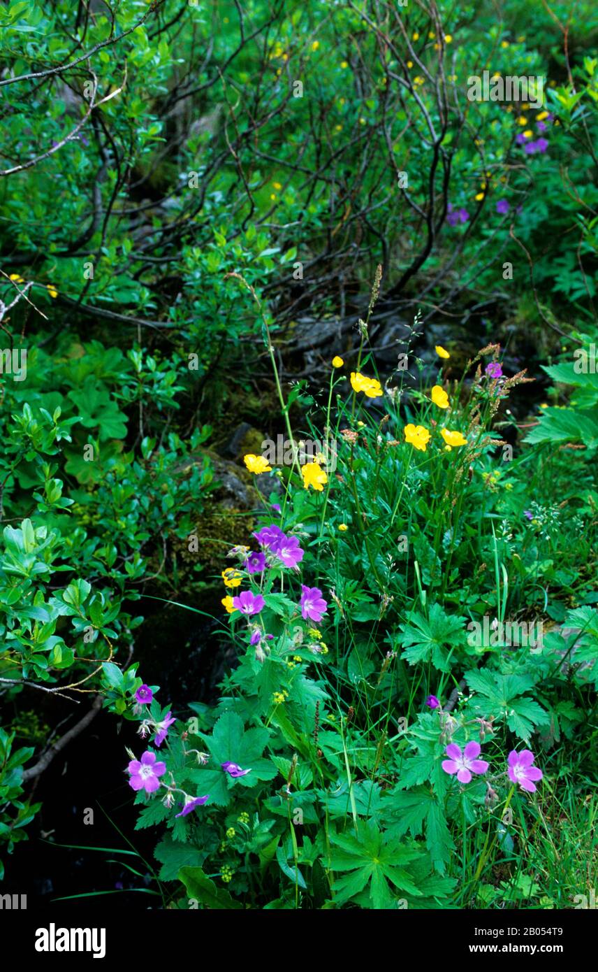 ICELAND, SOUTH COAST, SKAFTAFELL NATIONAL PARK, GERANIUM AND BUTTERCUP ...