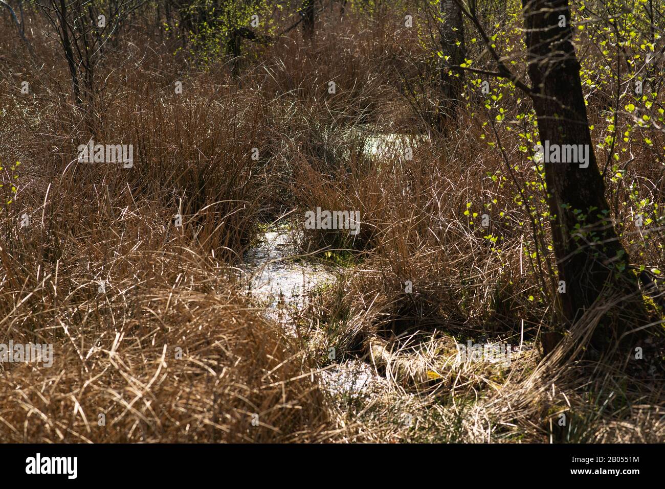 Swampy field hi-res stock photography and images - Alamy