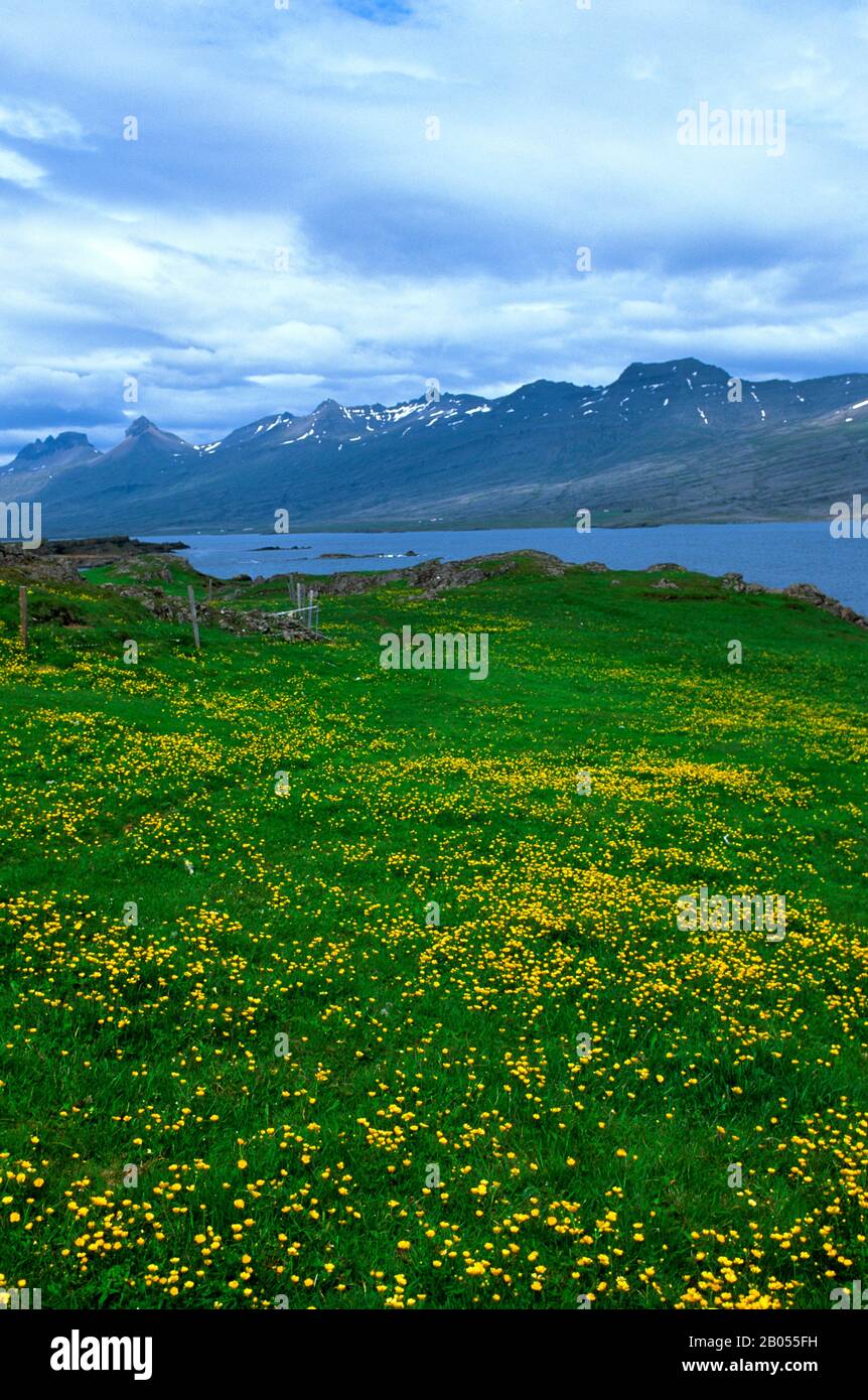 ICELAND, EAST COAST, FJORD LANDSCAPE WITH BUTTERCUP FLOWERS Stock Photo ...