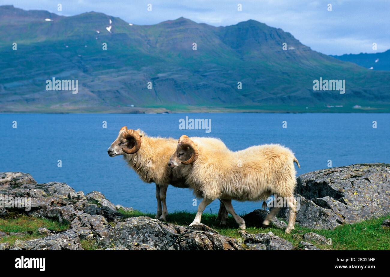 ICELAND, EAST COAST, SHEEP, RAMS Stock Photo - Alamy