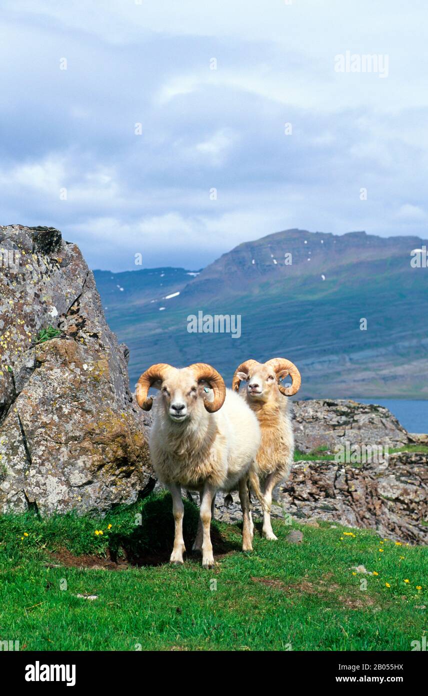 Icelandic ram hi-res stock photography and images - Alamy