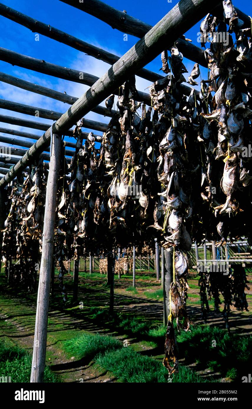 ICELAND, EAST COAST, STODVARFJODUR VILLAGE, FISH HEADS DRYING ON RACKS ...