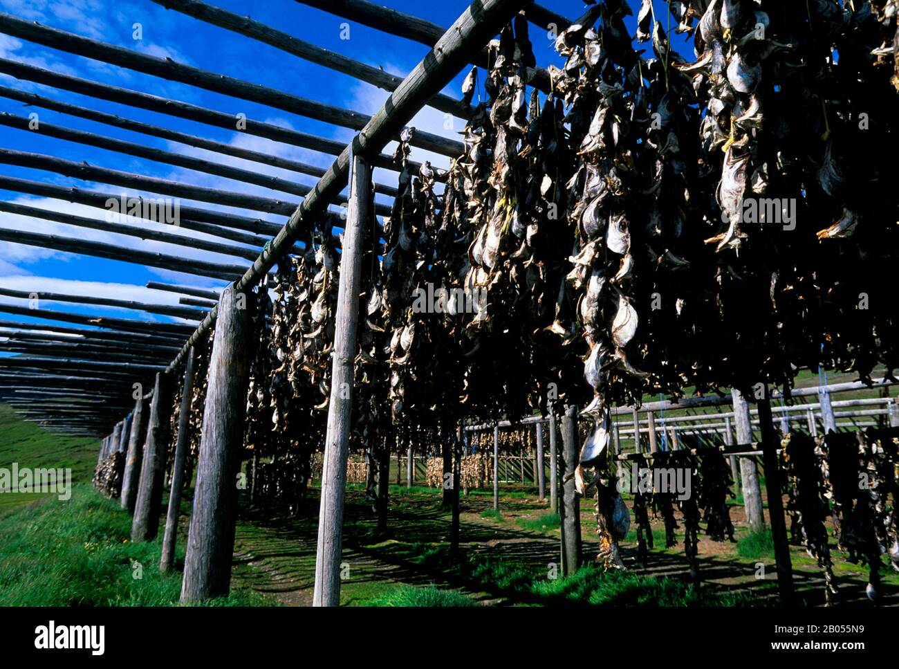 ICELAND, EAST COAST, STODVARFJODUR VILLAGE, FISH HEADS DRYING ON RACKS ...