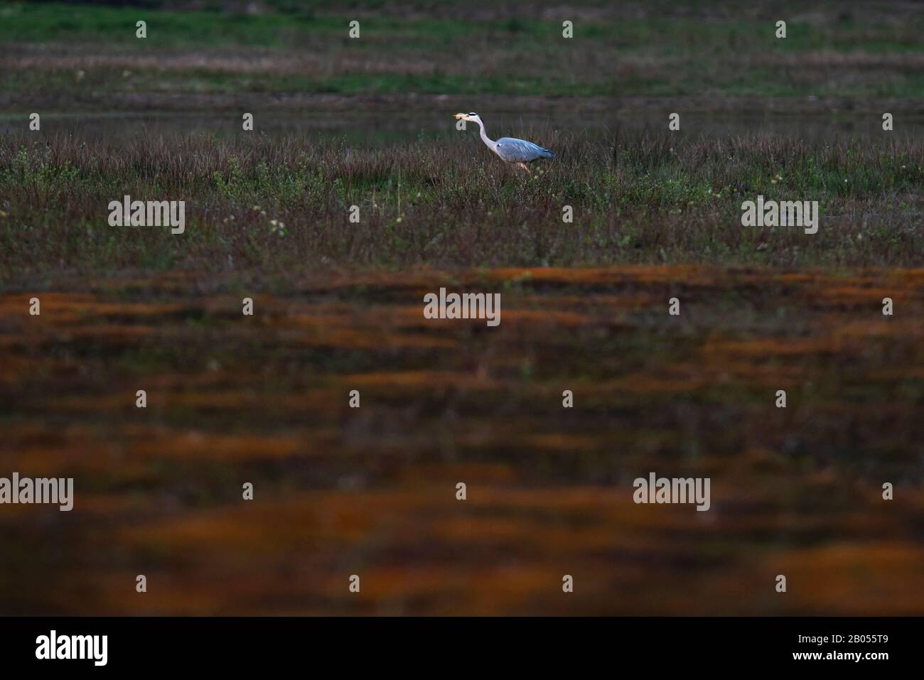 Grey heron in field in nature reserve Stock Photo - Alamy