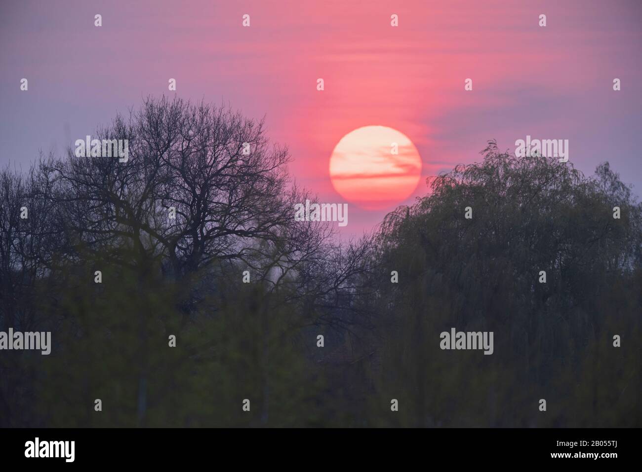 Sunset with big red sun and silhouette of trees Stock Photo - Alamy