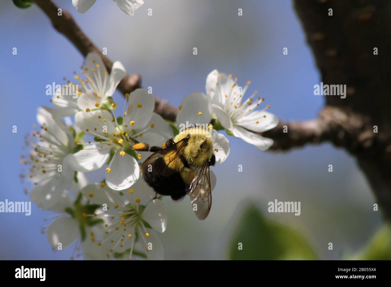 Michigan plum tree hi-res stock photography and images - Alamy