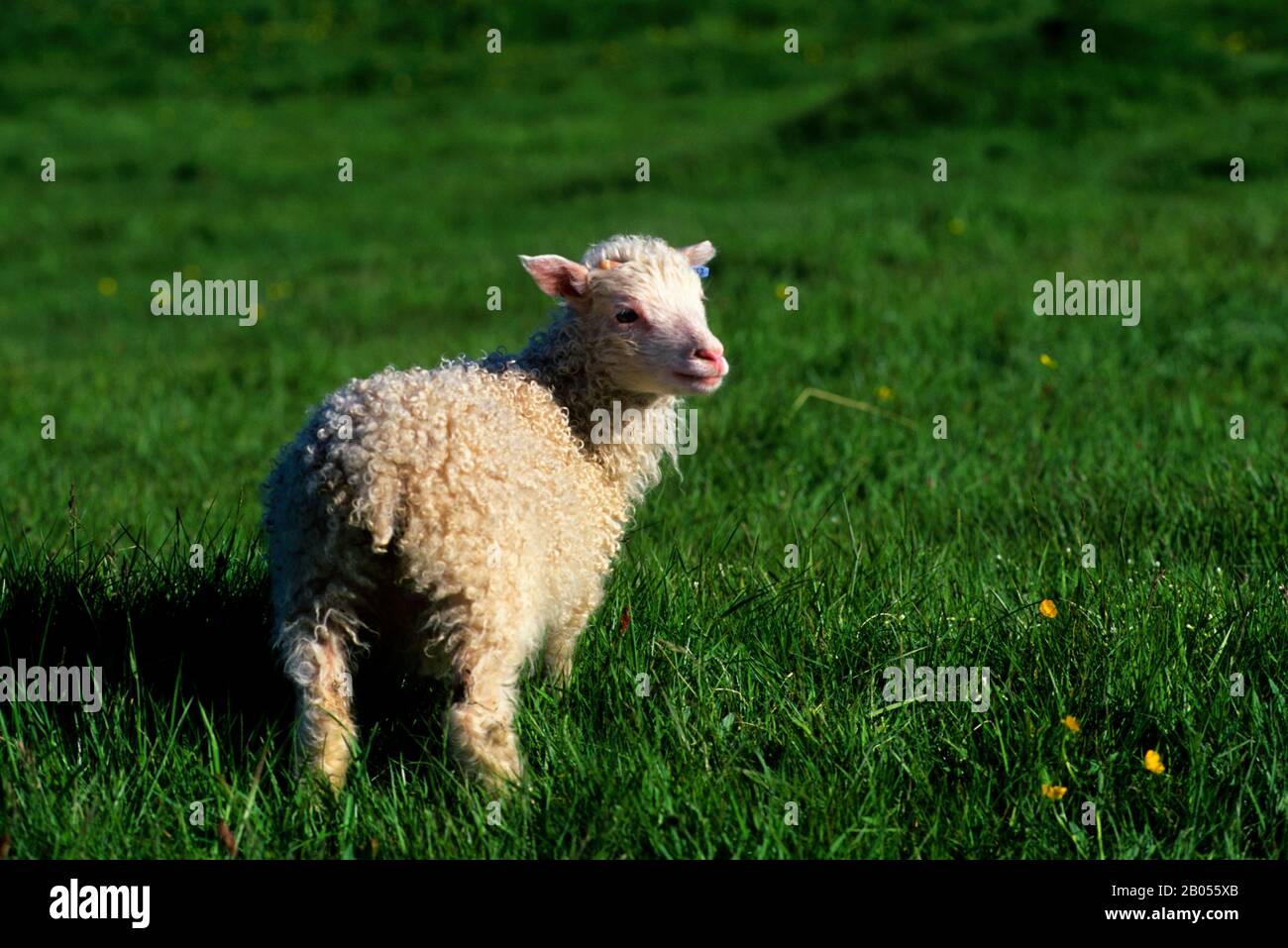 ICELAND, EAST COAST, FARM, SHEEP, LAMB Stock Photo - Alamy