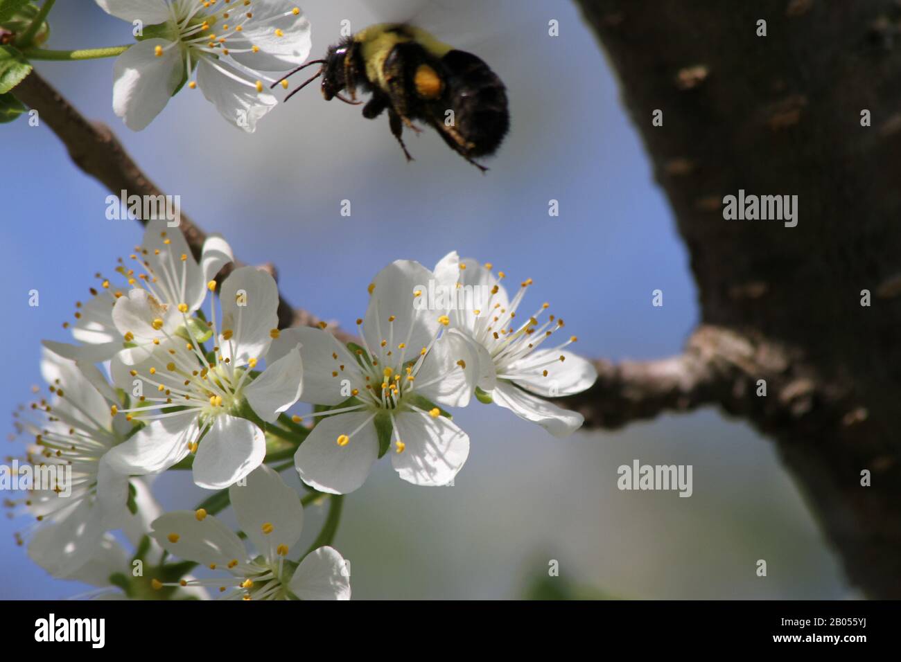 Michigan plum tree hi-res stock photography and images - Alamy