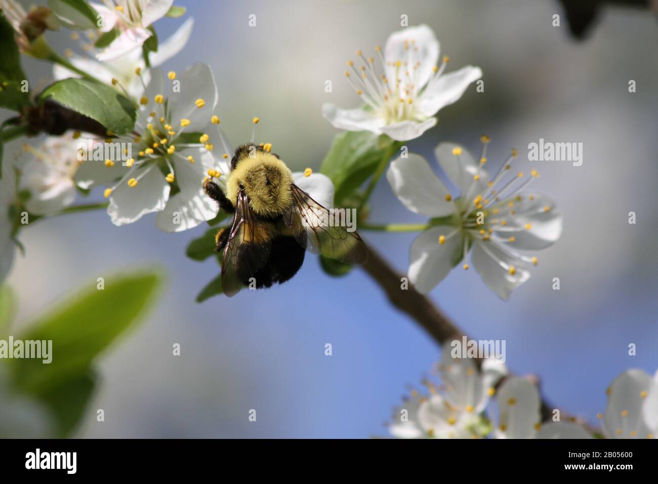Michigan plum tree hi-res stock photography and images - Alamy