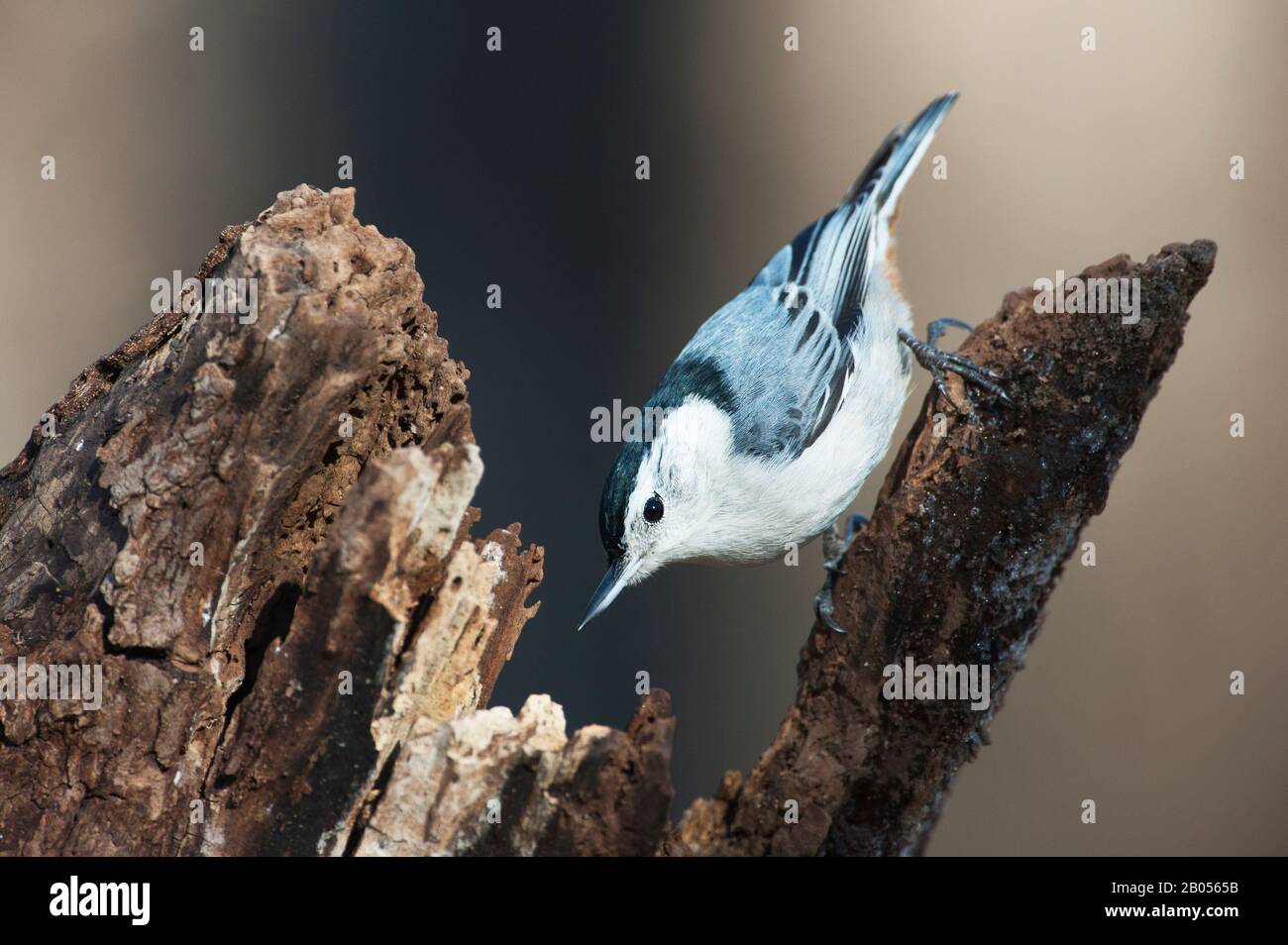 White breasted nuthatches hi-res stock photography and images - Alamy