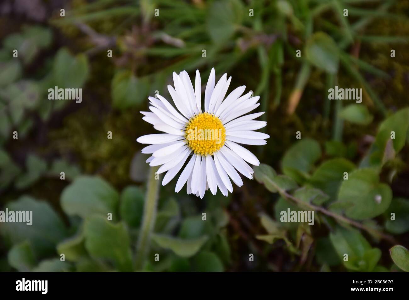 Lone flower hi-res stock photography and images - Alamy