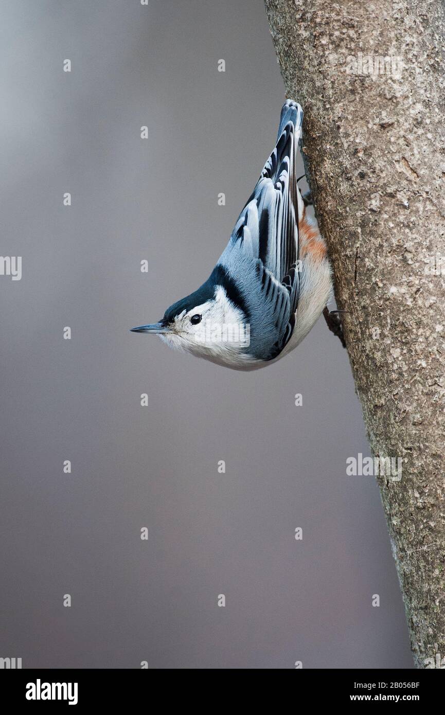 White breasted nuthatches hi-res stock photography and images - Alamy