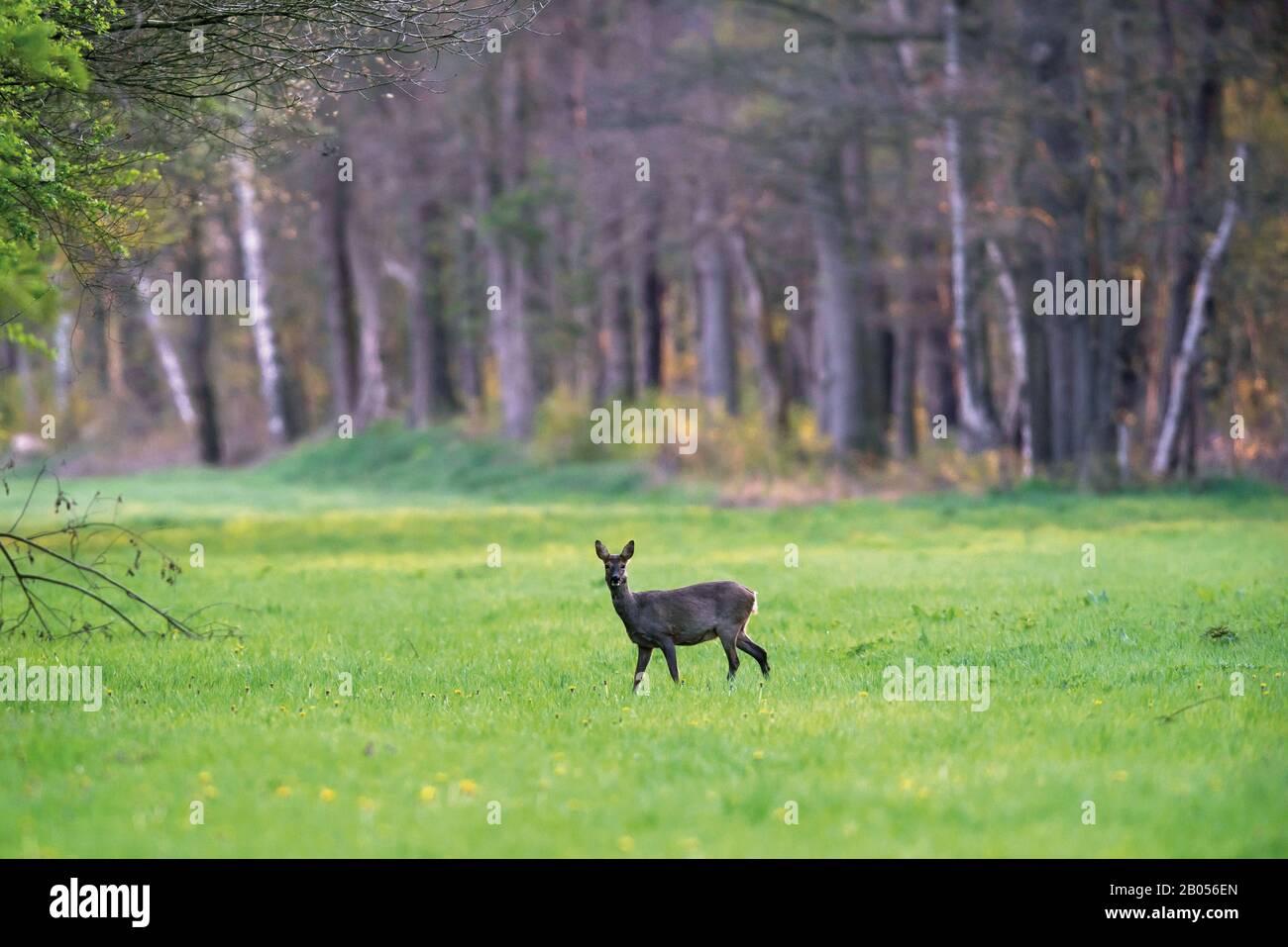 Roe deer doe in vegetation hi-res stock photography and images - Alamy