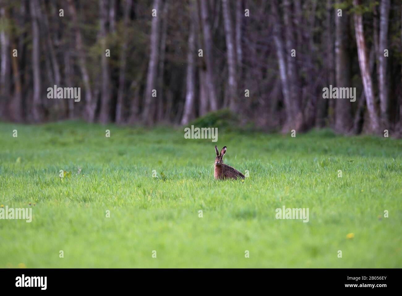 Hare in forest meadow in early spring Stock Photo - Alamy