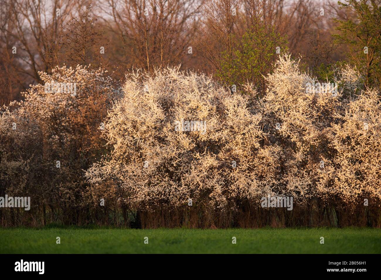 Forest edge with blossoming trees in early spring Stock Photo - Alamy