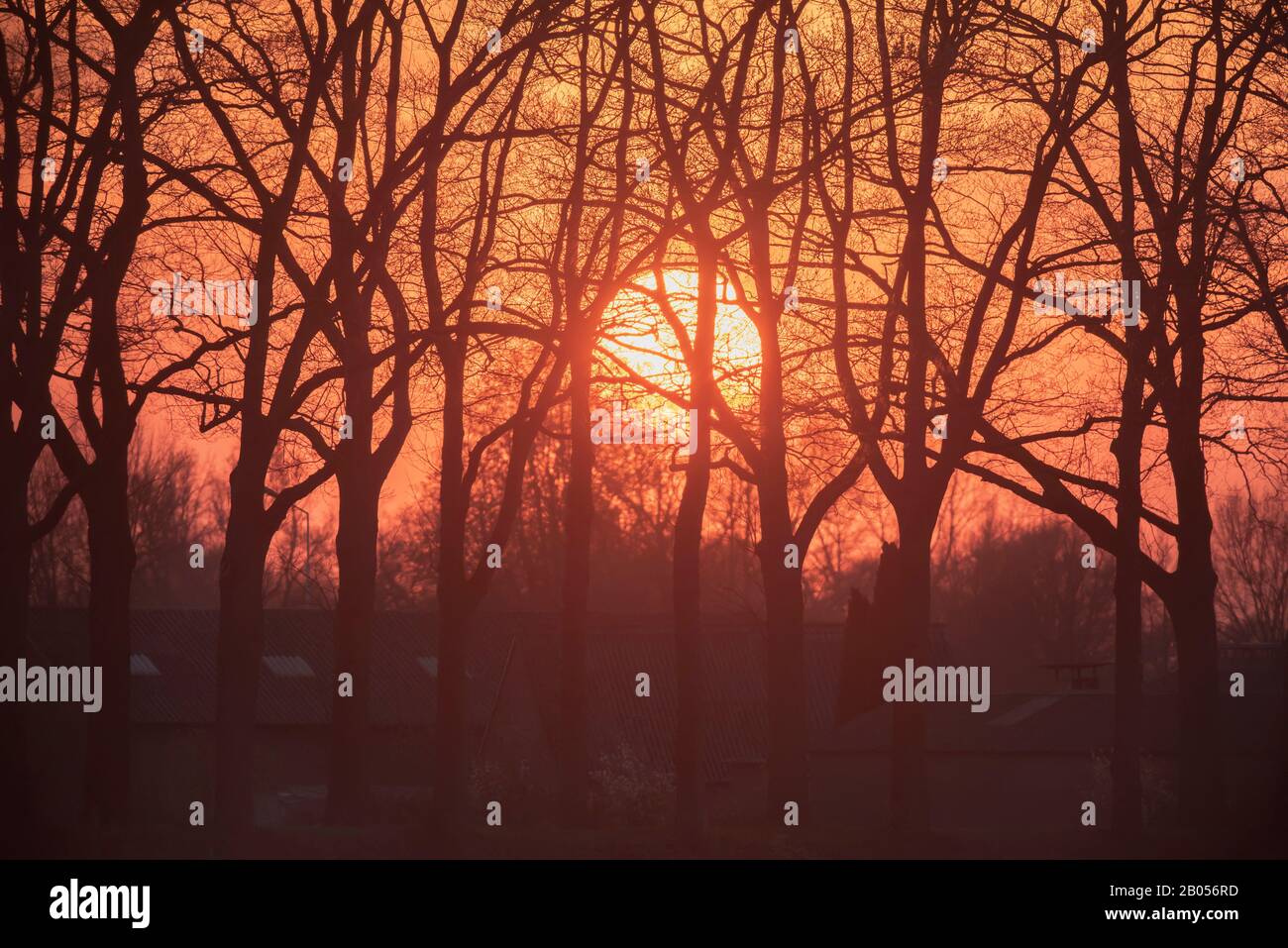 Sunset through forest with silhouettes of trunks Stock Photo - Alamy