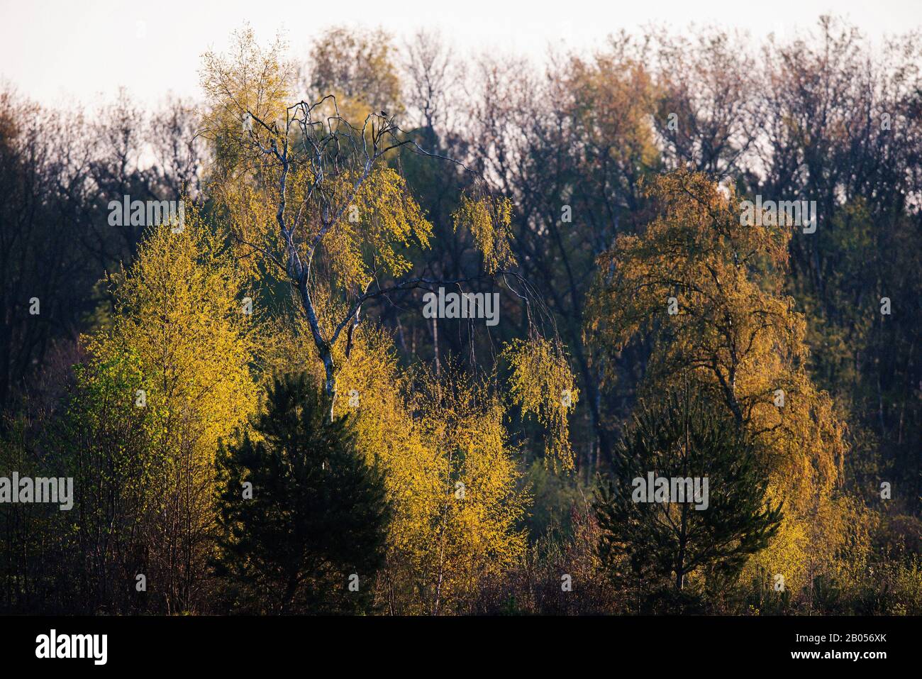 Birch tree in early spring in evening sunlight Stock Photo - Alamy