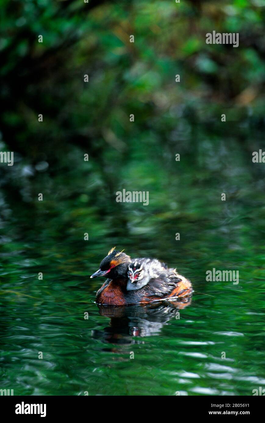 ICELAND, MYVATN LAKE, HORNED GREBE WITH CHICK ON BACK Stock Photo - Alamy