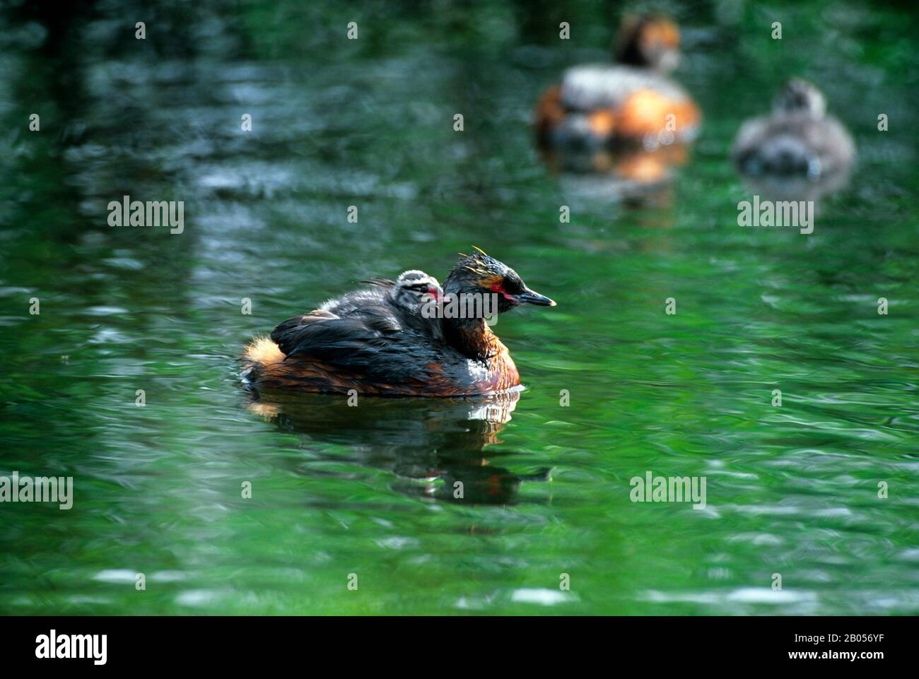 ICELAND, MYVATN LAKE, HORNED GREBE WITH CHICK ON BACK Stock Photo - Alamy