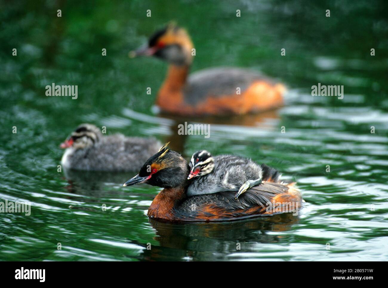ICELAND, MYVATN LAKE, HORNED GREBE WITH CHICK ON BACK Stock Photo - Alamy