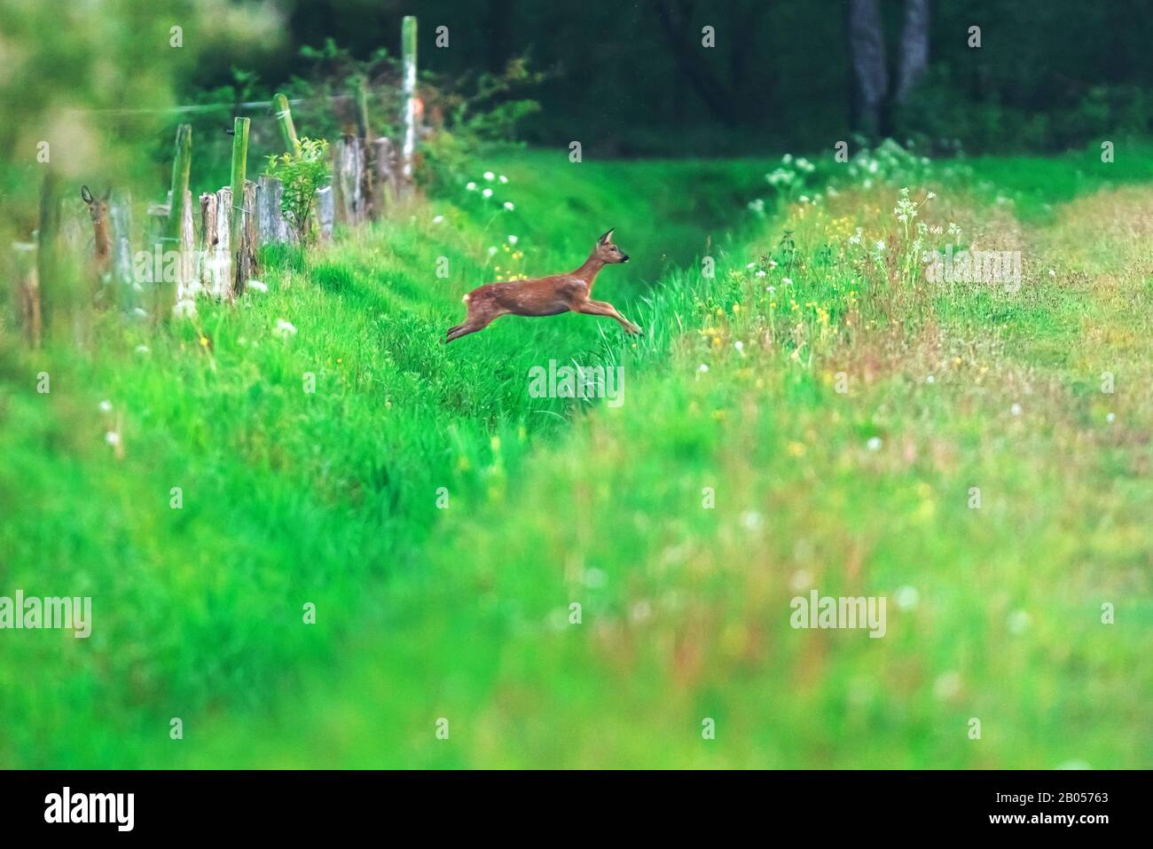 Jumping over flowers hi-res stock photography and images - Alamy