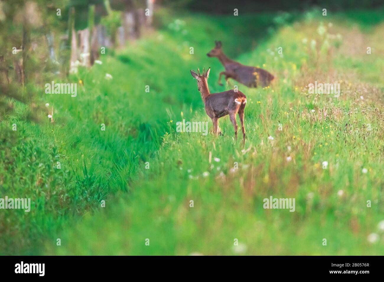 Roebuck and doe in field at edge of ditch Stock Photo - Alamy