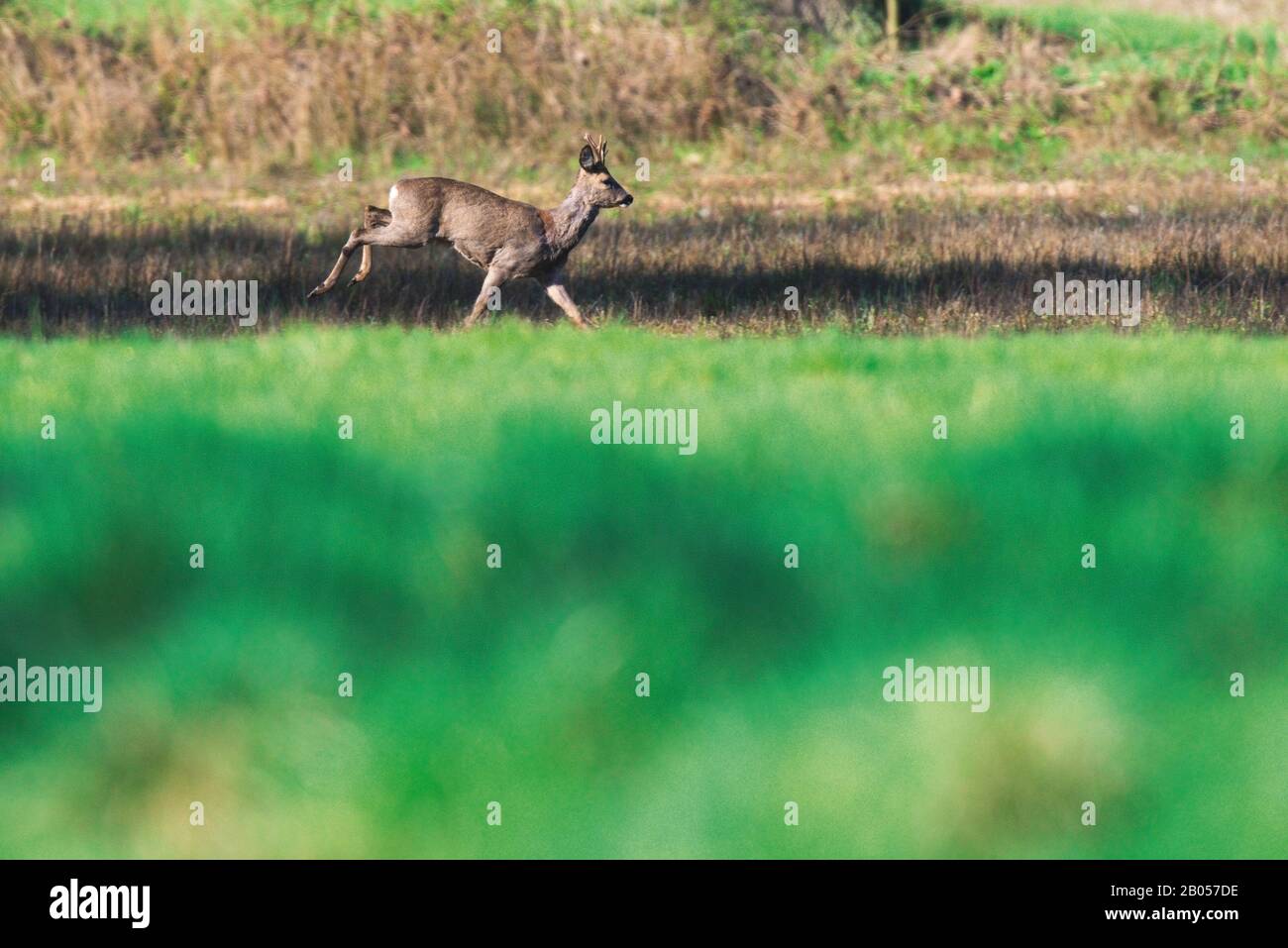 Roebuck run hi-res stock photography and images - Alamy