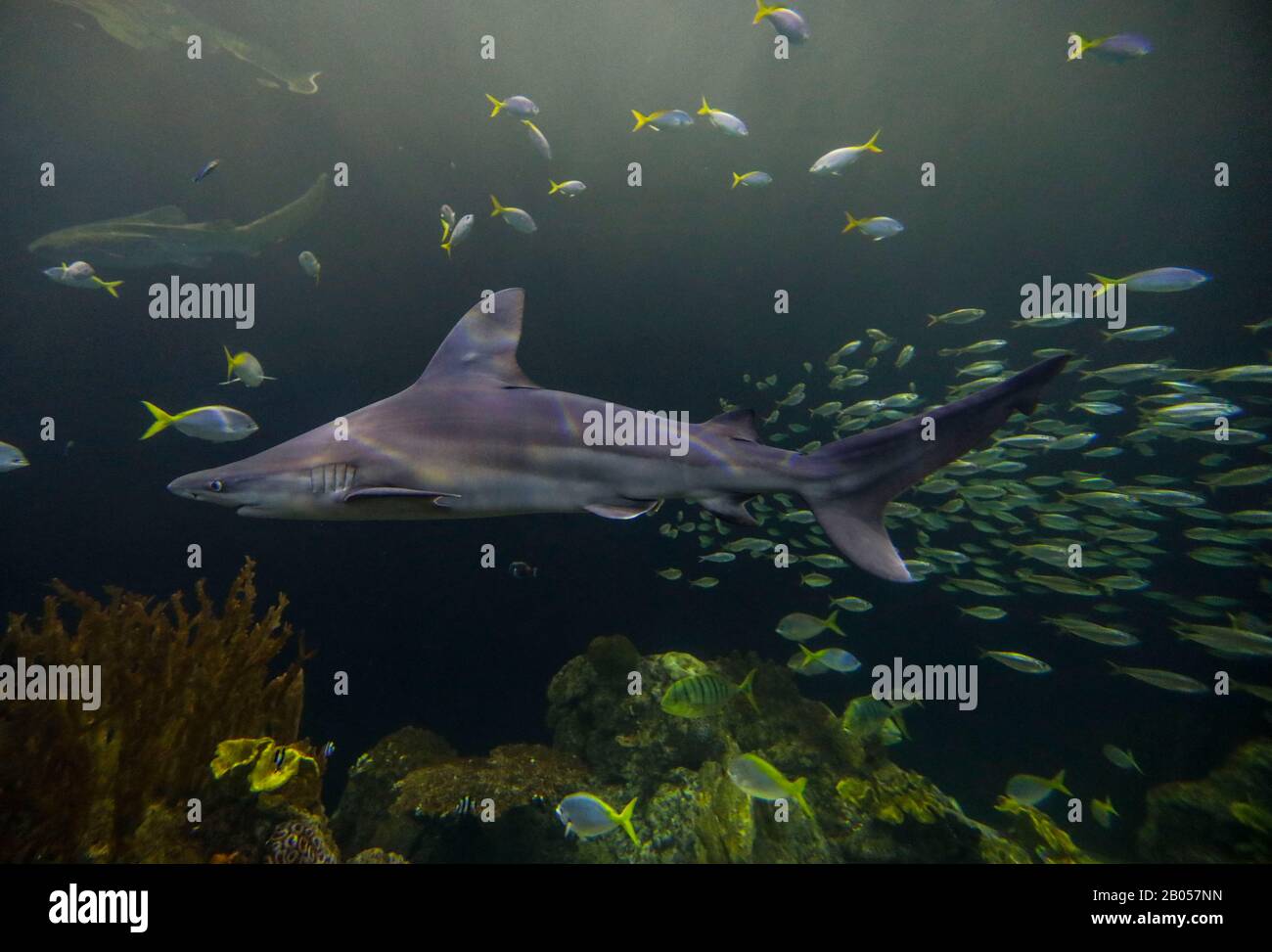 Shedd aquarium chicago sharks hi-res stock photography and images - Alamy