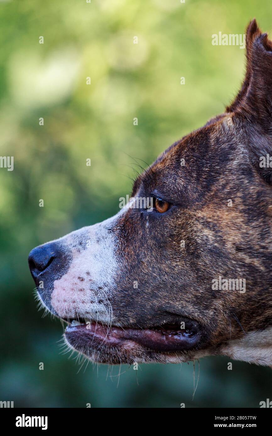 Muzzle of a large evil guard dog with large teeth close-up. The open ...