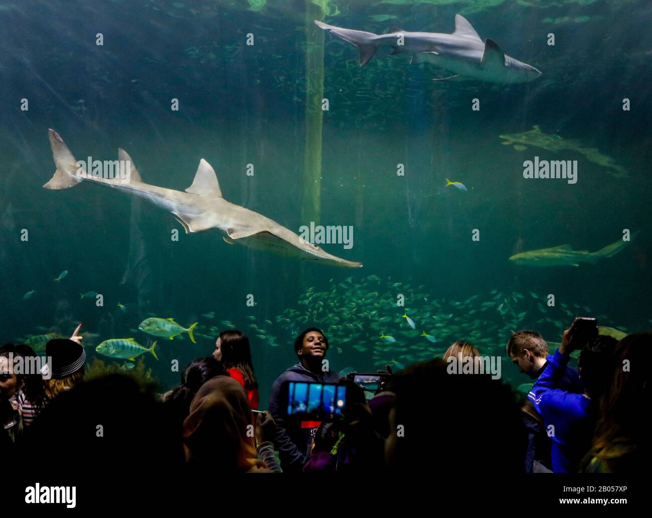 Shedd Aquarium Animals