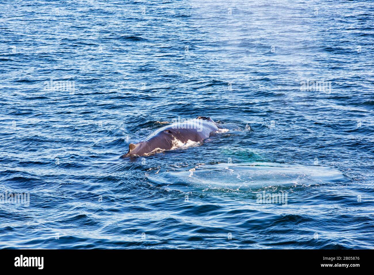 Humpback Whale (Megaptera novaeangliae) off the Arctowski Peninsular ...