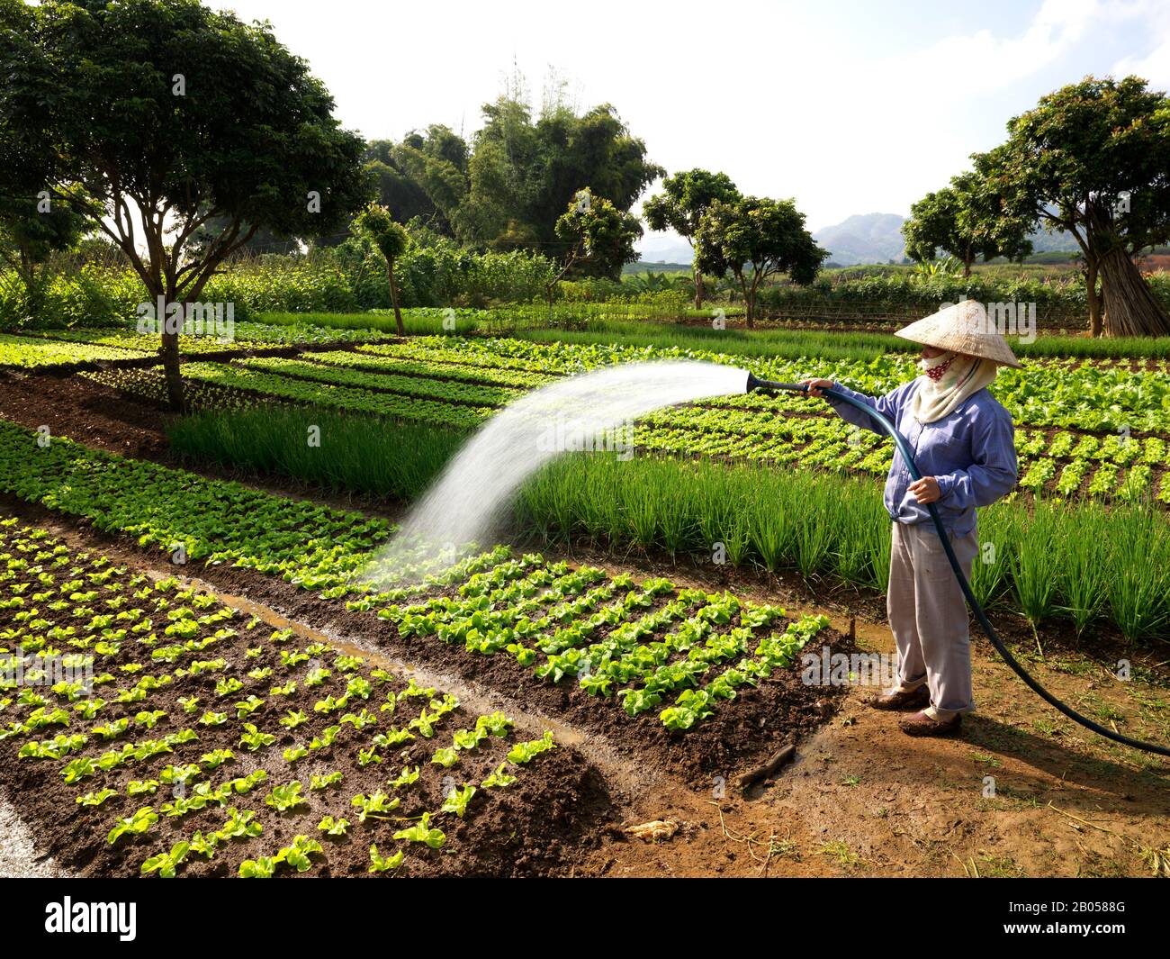 Farmer watering lettuce fields, Vietnam Stock Photo - Alamy