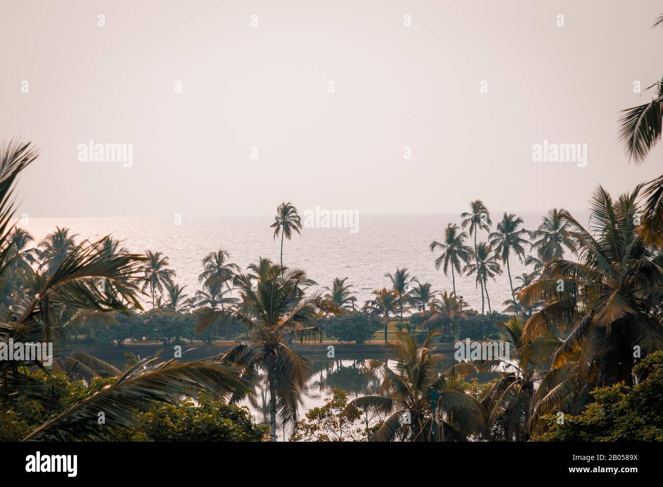 Wallpaper of kerala tree hi-res stock photography and images - Alamy