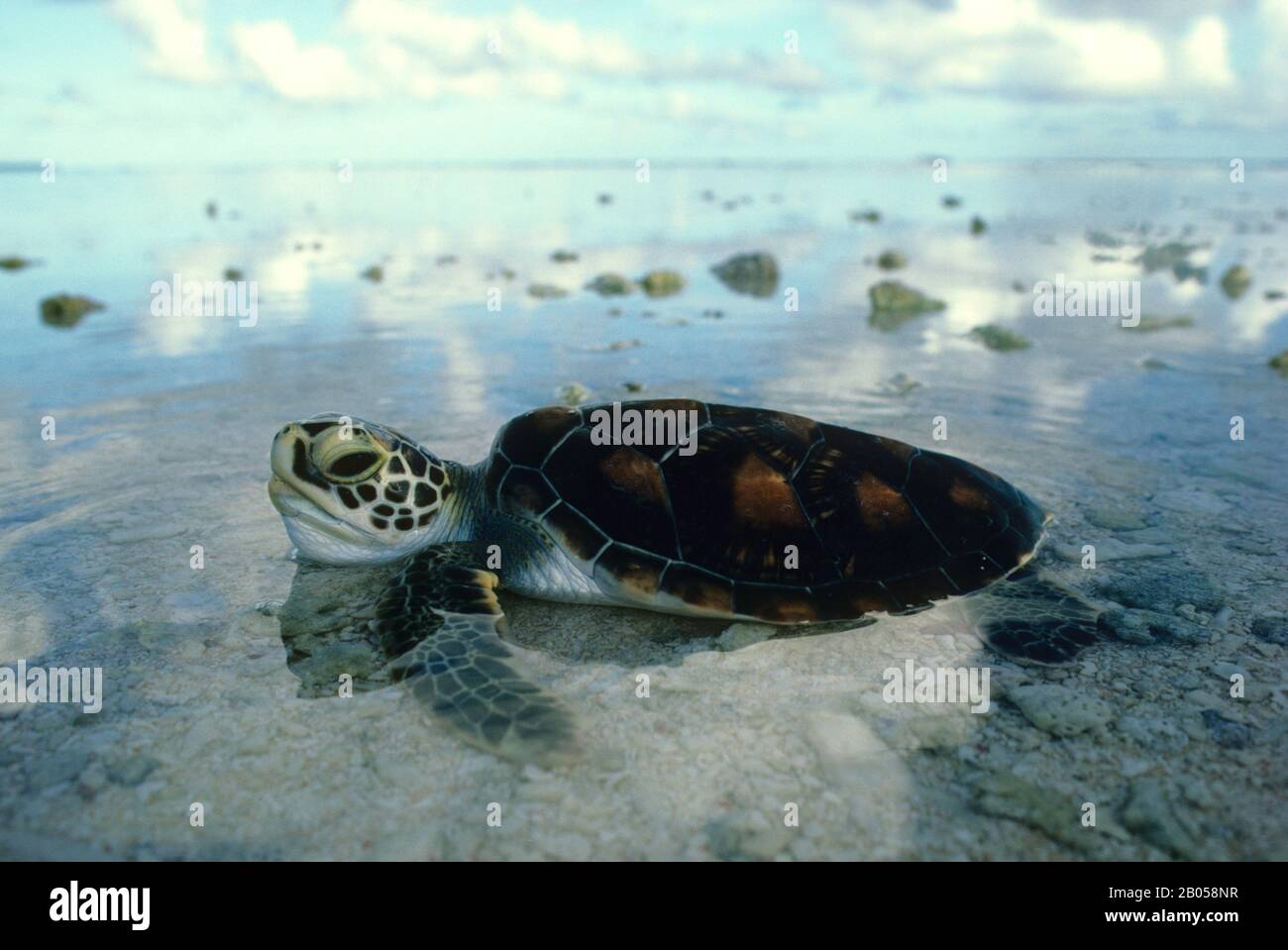 Sorol hi-res stock photography and images - Alamy