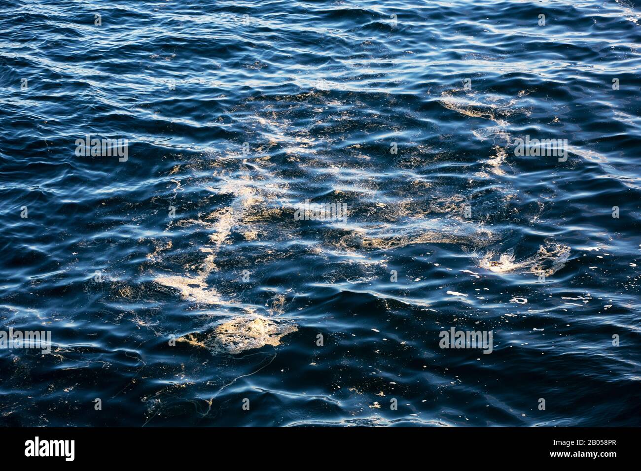Whale poo from a Humpback Whale, off the Antarctic coast Stock Photo ...