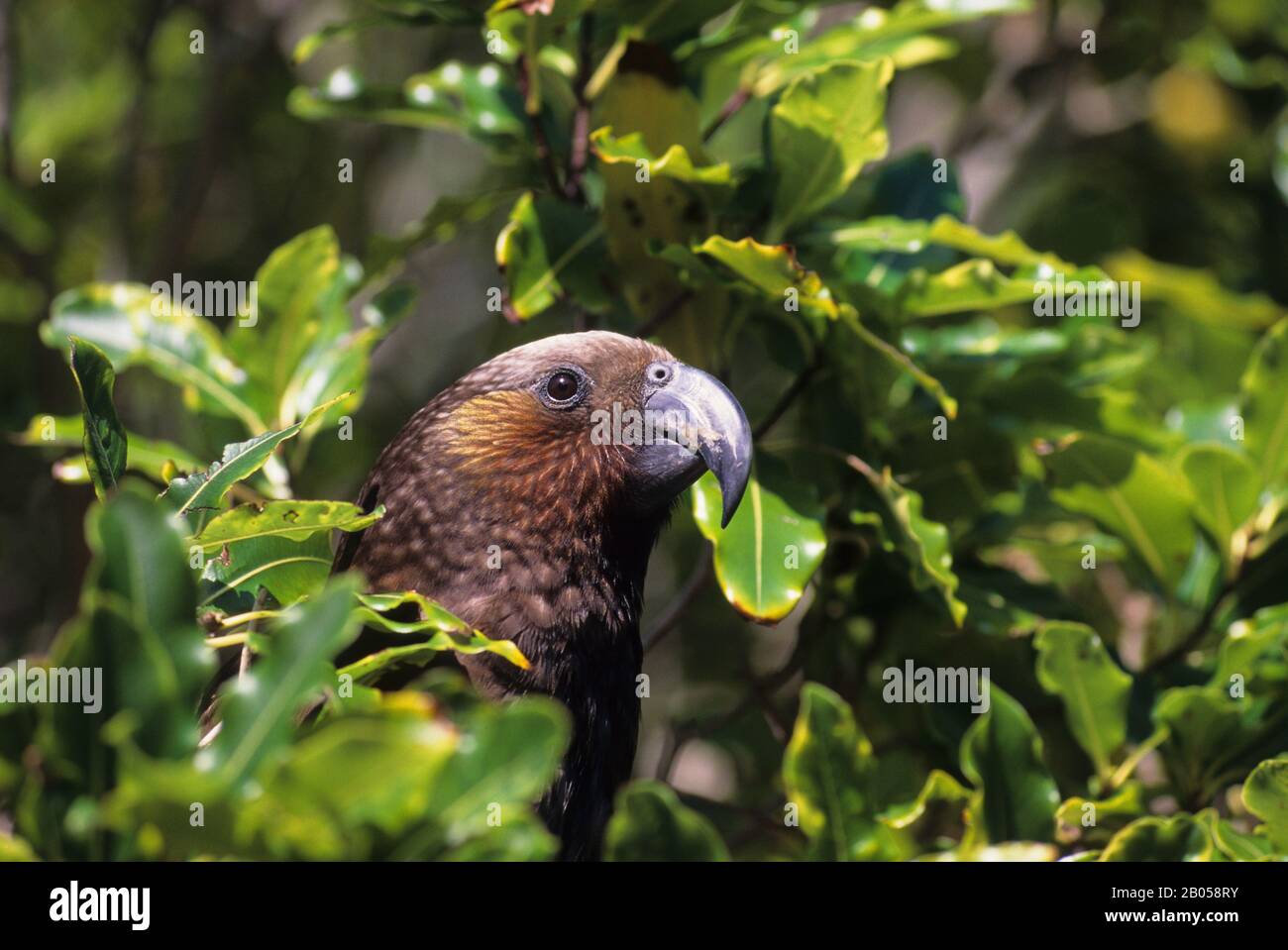 NEW ZEALAND, KAPITI ISLAND, BIRD SANCTUARY, KAKA PARROT (Nestor ...