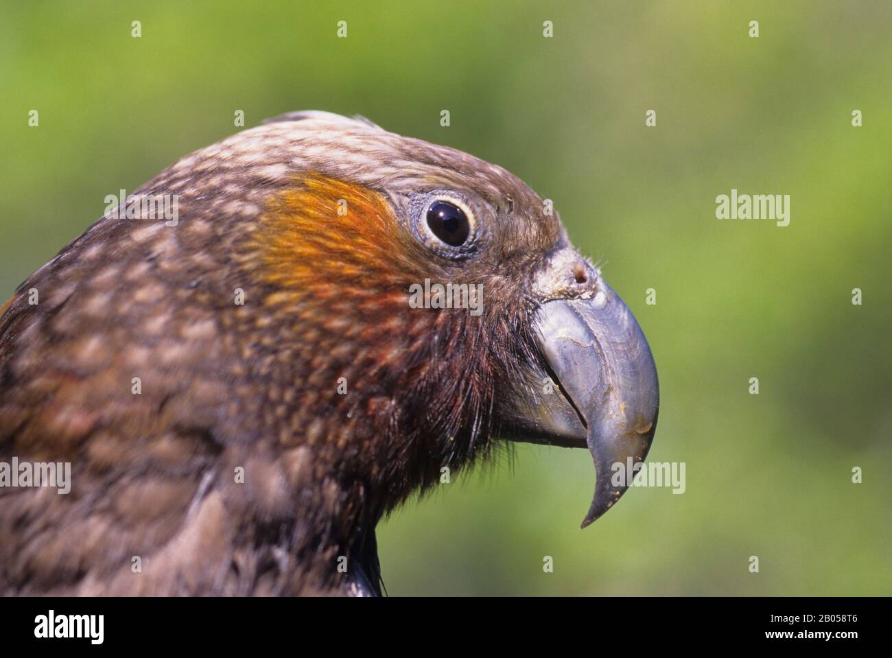 Portrait kaka animal bird hi-res stock photography and images - Alamy